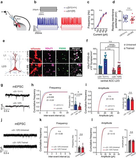 Circuit Specific Conditional Deletion Of α2δ−1 Reduces The Excitatory