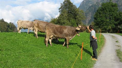 В Сливен ще се проведе най голямото изложение на елитни животни в България Agriculture Bg