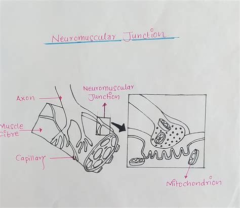 Neuromuscular Junction Process
