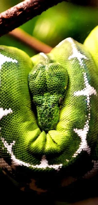 Green Coiled Python Wallpaper Free Download