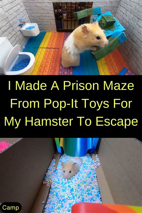 I Made A Prison Maze From Pop It Toys For My Hamster To Escape Artofit