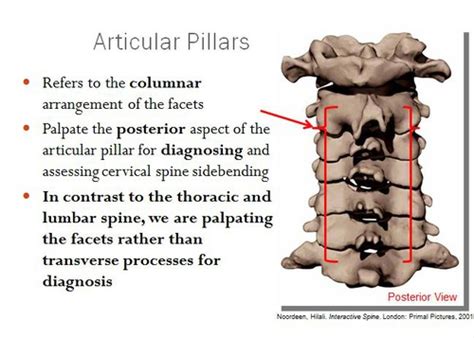 Cervical Spine Flashcards Quizlet