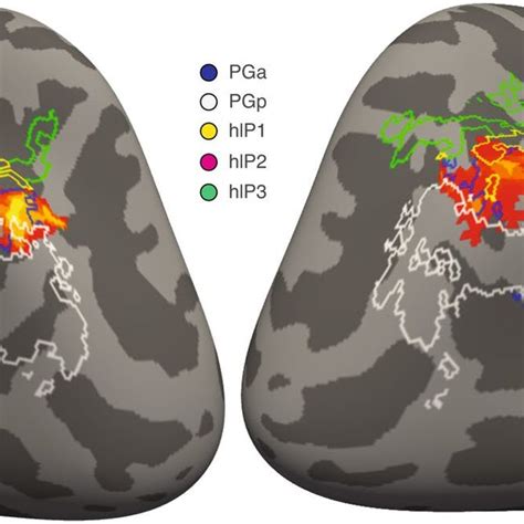 Clusters In Lateral Parietal Cortex Showing Increased Resting State Download Scientific Diagram