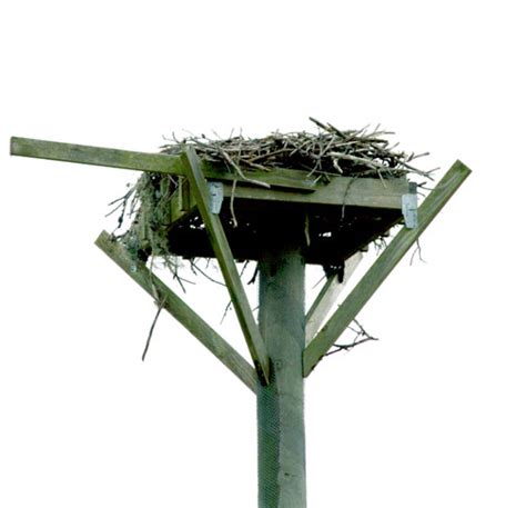Gulf Power Provides Lofty Habitats For Nesting Ospreys Walton Outdoors Gulf Power Provides Lofty Habitats For Nesting Ospreys Walton Outdoors