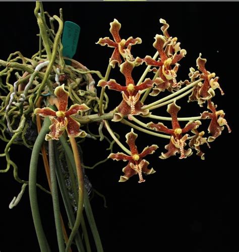 Paraphalaenopsis Labukensis Br