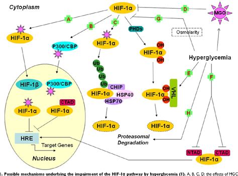 Hif 1 Signaling Pathway Cancer At Terry Hanson Blog