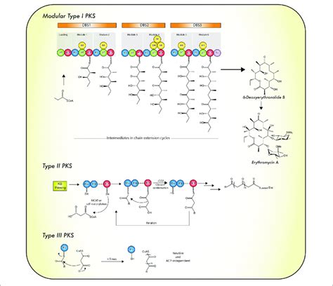 Mode Of Biosynthesis Of Polyketide Synthases For Details See The