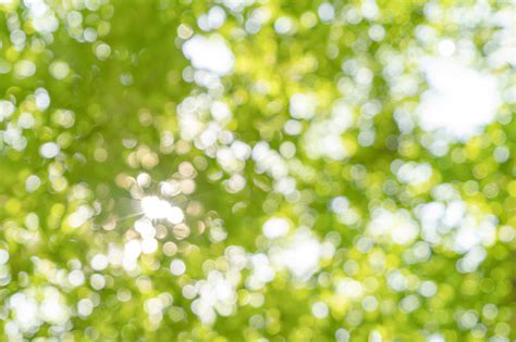 숲이나 공원에서 추상적인 자연 녹색 나무의 흐릿한 보케 생태 휴가 및 여행 컨셉의 봄 시즌의 패턴 텍스처 배경 신선한 휴식 녹색에 대한 스톡 사진 및 기타 이미지 Istock