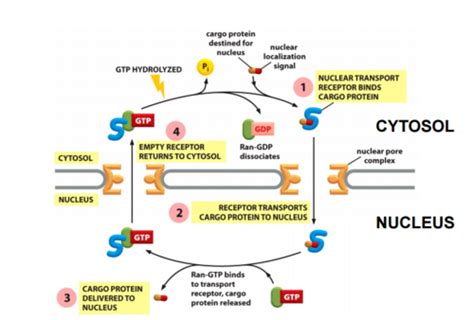 Protein Sorting Flashcards Quizlet