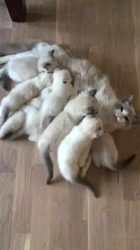 Pause For Cat Sounds Album On Imgur