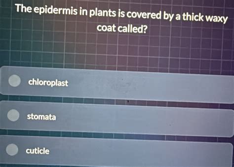 Solved The Epidermis In Plants Is Covered By A Thick Waxy Coat Called