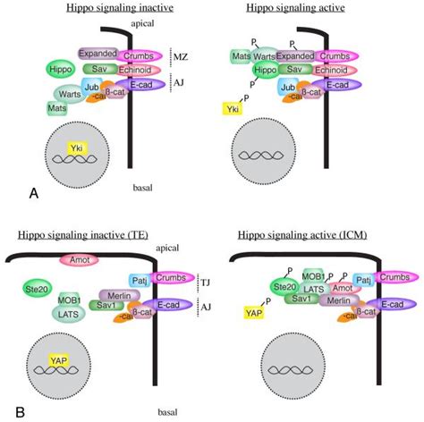 Cellular Organization And Cytoskeletal Regulation Of The Hippo