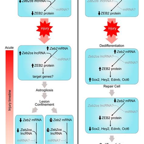 marvin tile classification of pelvic injuries tile m acute pelvic download scientific