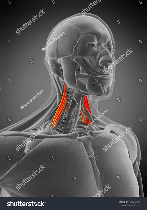 Scalene Muscles Images Stock Photos Vectors Shutterstock