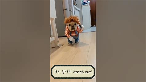 처키강아지 조심 Youtube