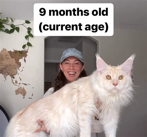 Do Maine Coons Like To Be Picked Up