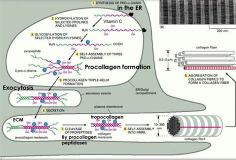 ECM Flashcards Quizlet