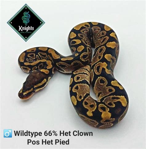 ♂️ Normal 66 Het Clown Pos Het Pied Ball Python By Knights Royal Pythons