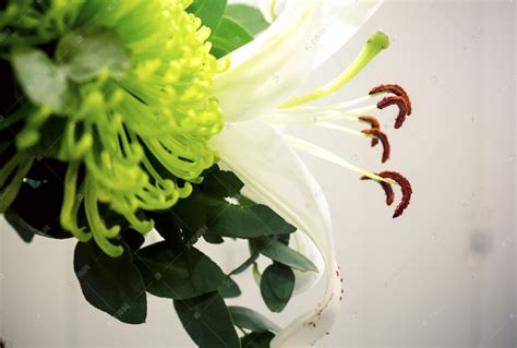 百合花侧面特写自然风景摄影图高清摄影大图 千库网