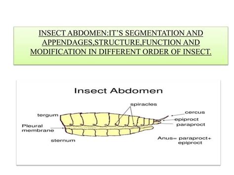 insect abdomen it s segmentation and appendages structure function and