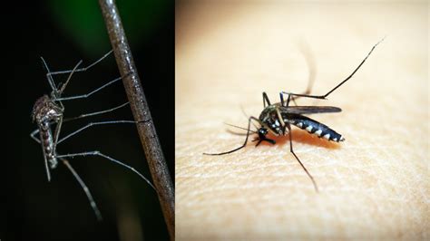 Beware Of 4 Types Of Mosquito Bites And Viruses Spread Lrnin