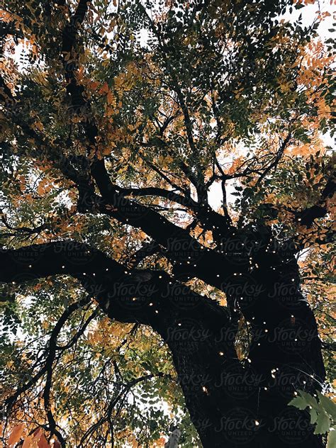 Autumn Trees Covered In Twinkle Lights By Stocksy Contributor Chelsea Victoria Stocksy