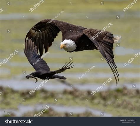 Predator Chasing Prey