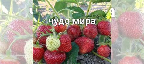 Клубника Чудо Мира саженцы купить в Сергиевом Посаде Товары для дома и дачи Авито