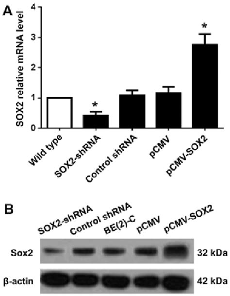 Effect Of Sox2 Transfection On Sox2 Mrna And Protein Expression In