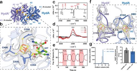 Biophysical And Mutational Analysis Of Hyda Tk A Dimerization