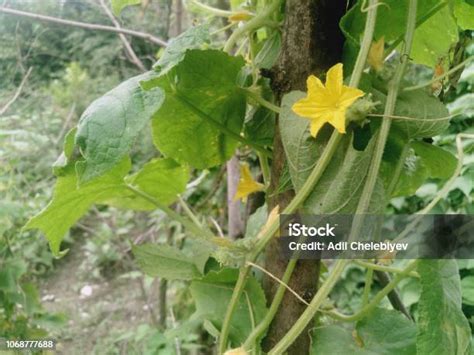 오이의 꽃입니다 에 노란 작은 오이 꽃 과일 성숙 하기 시작 합니다 녹색 경 엽의 배경 꽃이 피 고 작은 칼 날 달린 오이 오이 공장 건강한 생활방식에 대한 스톡 사진 및