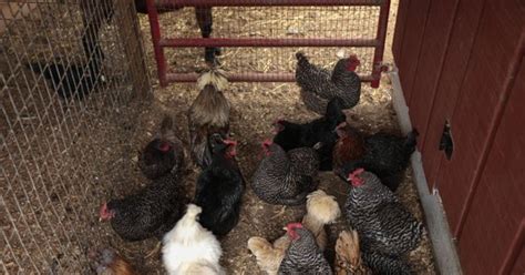 과다 출혈 60대 죽기전 한 말 수탉 다잉 메시지였다 무슨일