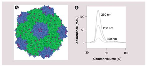 Characterization Of Labeled Cowpea Mosaic Virus A Space Filling Model Download Scientific