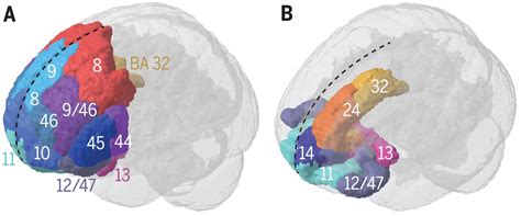 Orbitofrontal Cortex Orbitofrontal Cortex