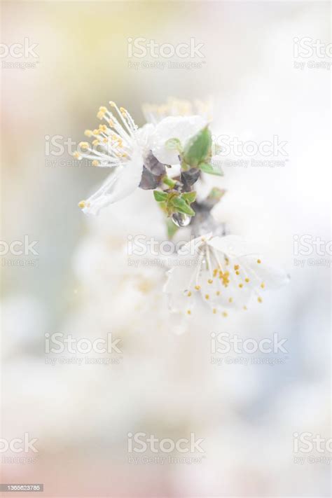 꽃이 만발한 살구의 분기와 자연 배경 선택적 초점과 개방 조리개 텍스트에 대한 장소가있다 0명에 대한 스톡 사진 및 기타 이미지 0명 계절 과일 Istock