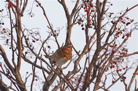 ハチジョウツグミ 札幌近郊の野鳥たち
