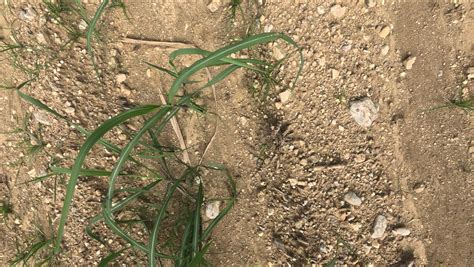 Sugarcane Object Detection Dataset And Pre Trained Model By Sugarcane