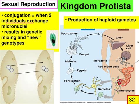 Kingdom Protista Ppt Download