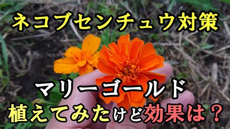 イチジクのネコブセンチュウ対策にマリーゴールドを植えてみたけど思っていたのと効果が違った YouTube