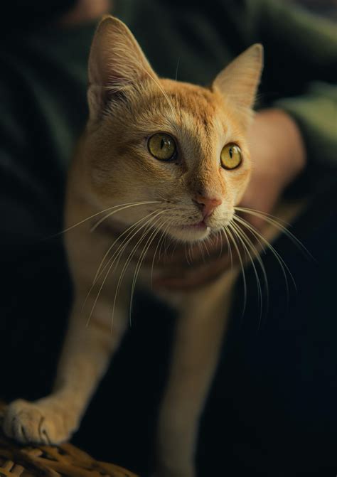 매혹적인 눈을 가진 생강 고양이의 클로즈업 · 무료 스톡 사진