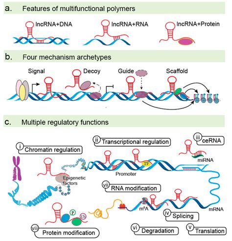 Lncrna Functions A Lncrnas Can Bind Dna Rna And Protein Molecules