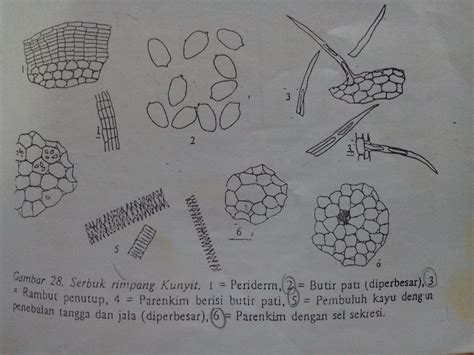 Curcuma Domestica Rhizoma