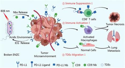 工程益生菌通过靶向肿瘤来源的外泌体来逆转肿瘤免疫抑制的双纳米抗体的时空递送 Acs Nano X Mol