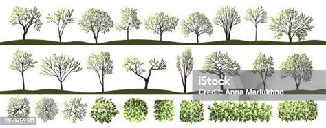 조경 디자인을 위한 나무 실루엣 건축 평면도에 대한 나무 상단 및 정면 보기 측근 디자인 벡터 일러스트 레이 션입니다 건축가에 대한 스톡 벡터 아트 및 기타 이미지 Istock