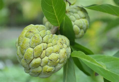 How To Grow And Care Sugar Apple In Garden Pot And Outdoors From Seed