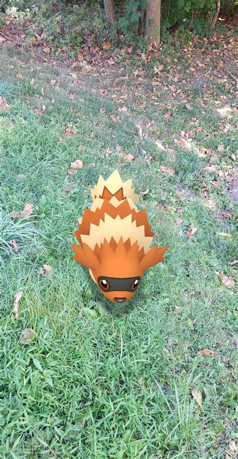 Got A Shiny Hoenn Zigzagoon By Zombiemagnate On Deviantart