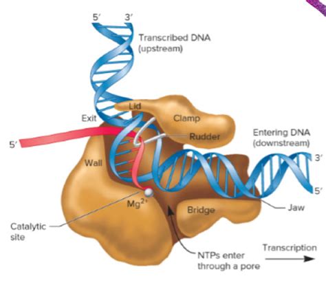 Gtp Transcription Flashcards Quizlet