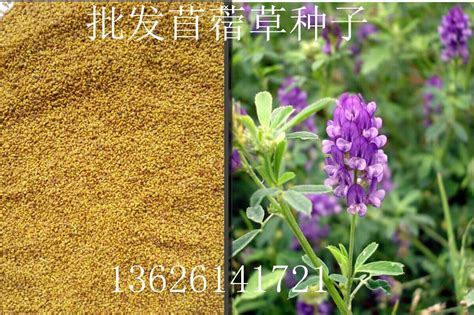 批发苜蓿 沙打旺 草木犀等多用途草籽道路绿化 河鳀种植等多种耐 阿里巴巴