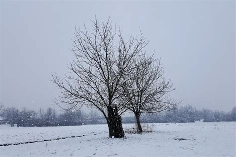 Two Large Trees Without Leaves In Winter Snow Stock Photo Image Of Trees Winter 105635284