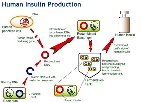 Biology The Study Of Life Recombinant DNA Technology